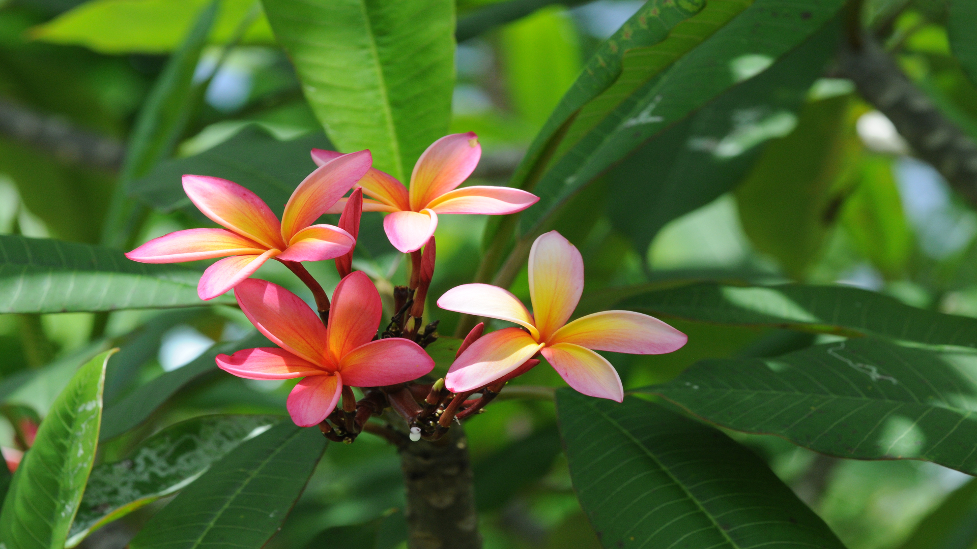 Welcome | Niue | Pacific Island